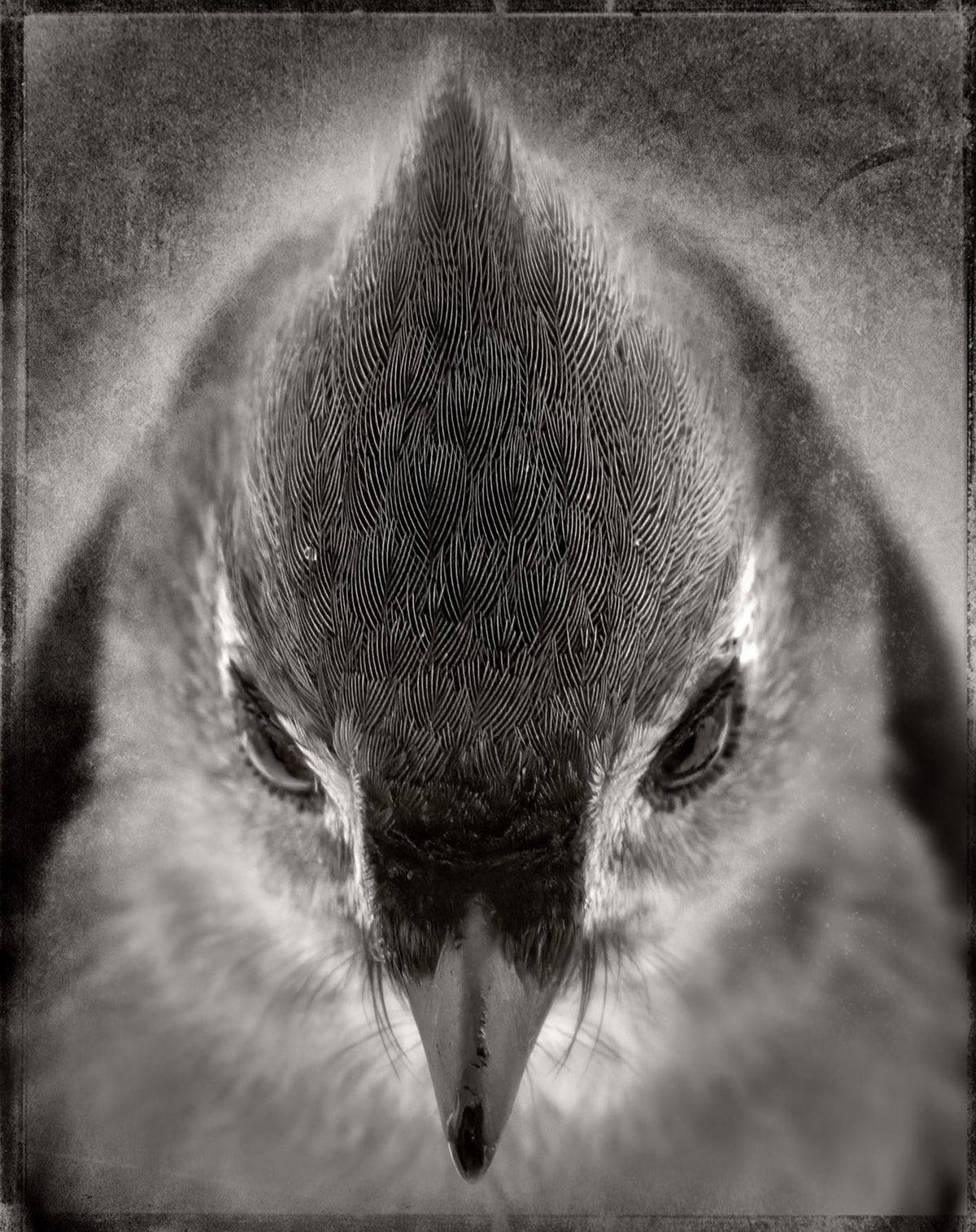 The Crest– Robert David Atkinson