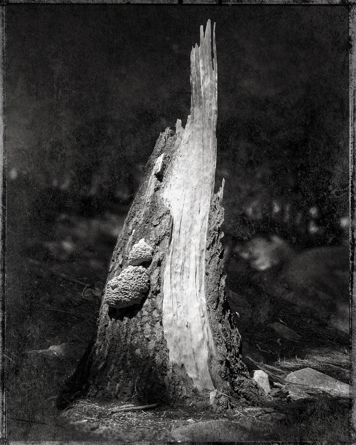 Yosemite Tree– Robert David Atkinson
